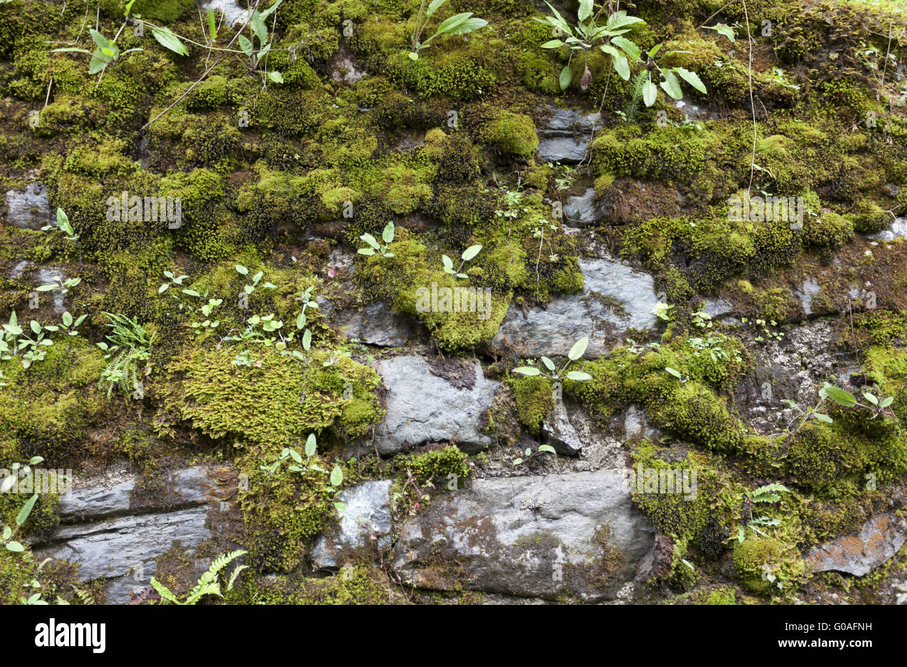 Green Stone Wall Stock Photo - Alamy