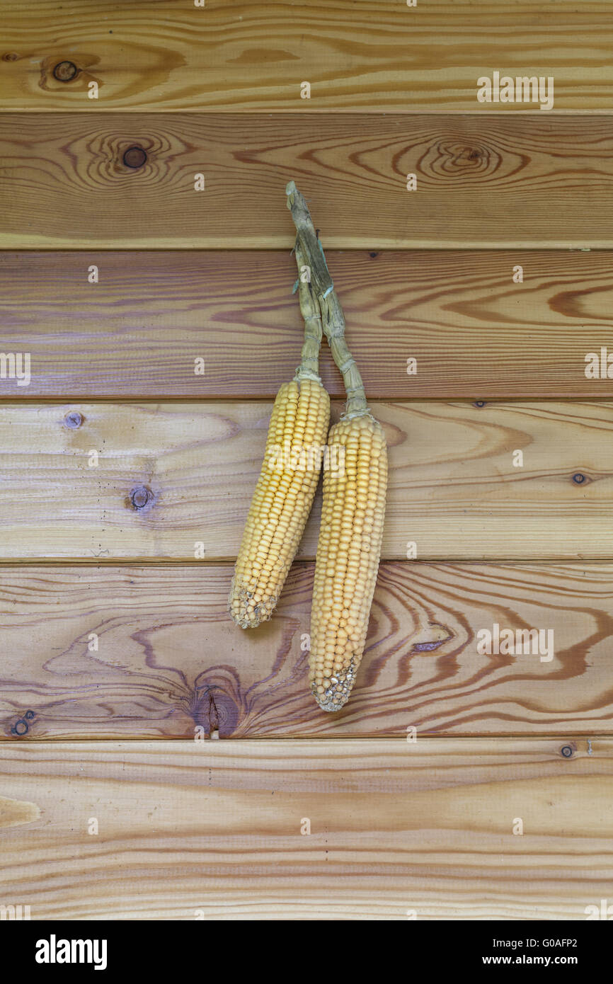 Vector corn hi-res stock photography and images - Alamy