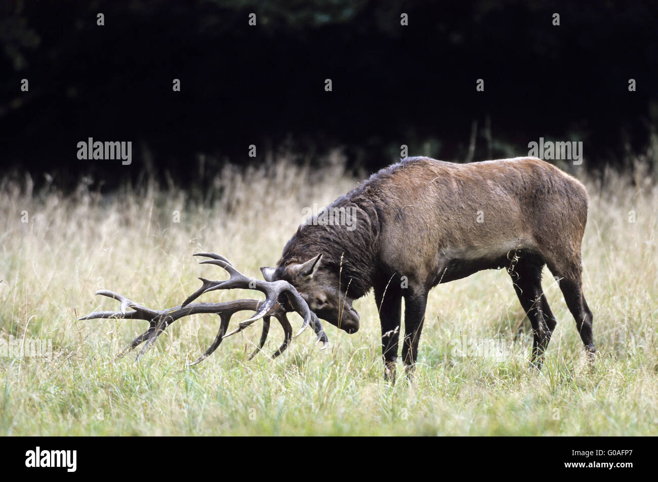 Hart island hi-res stock photography and images - Alamy
