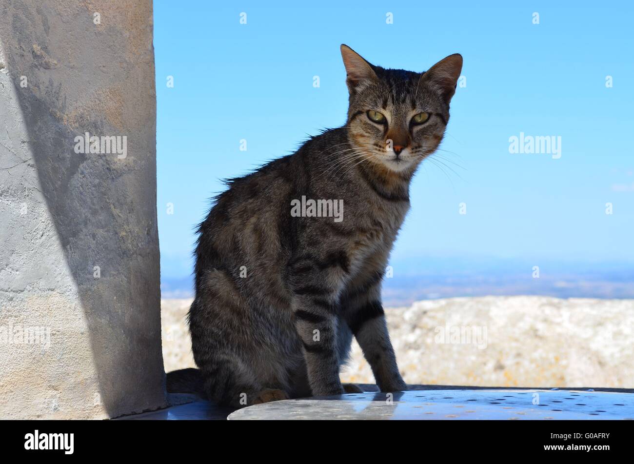 Cat at the well Stock Photo - Alamy