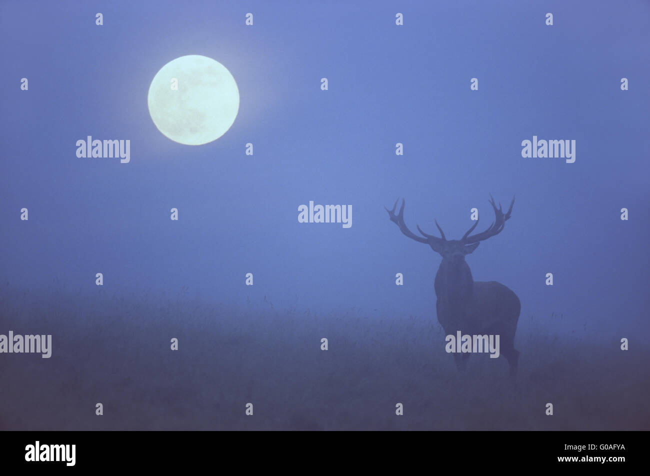 Red Deer stag on a forest glade in front of moon Stock Photo - Alamy