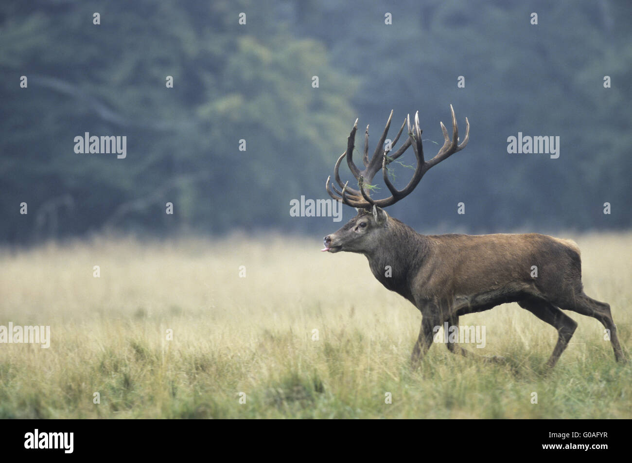 Red Deer stag crossing a forest meadow Stock Photo - Alamy