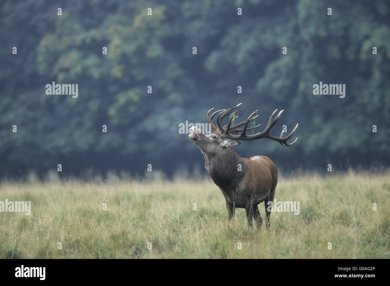 Red Deer stag standing flehm on a forest meadow Stock Photo - Alamy