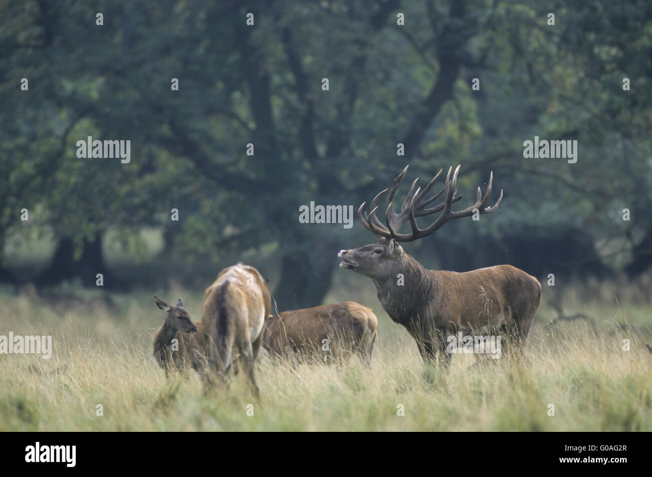 Red Deer stag flehm between hinds Stock Photo - Alamy