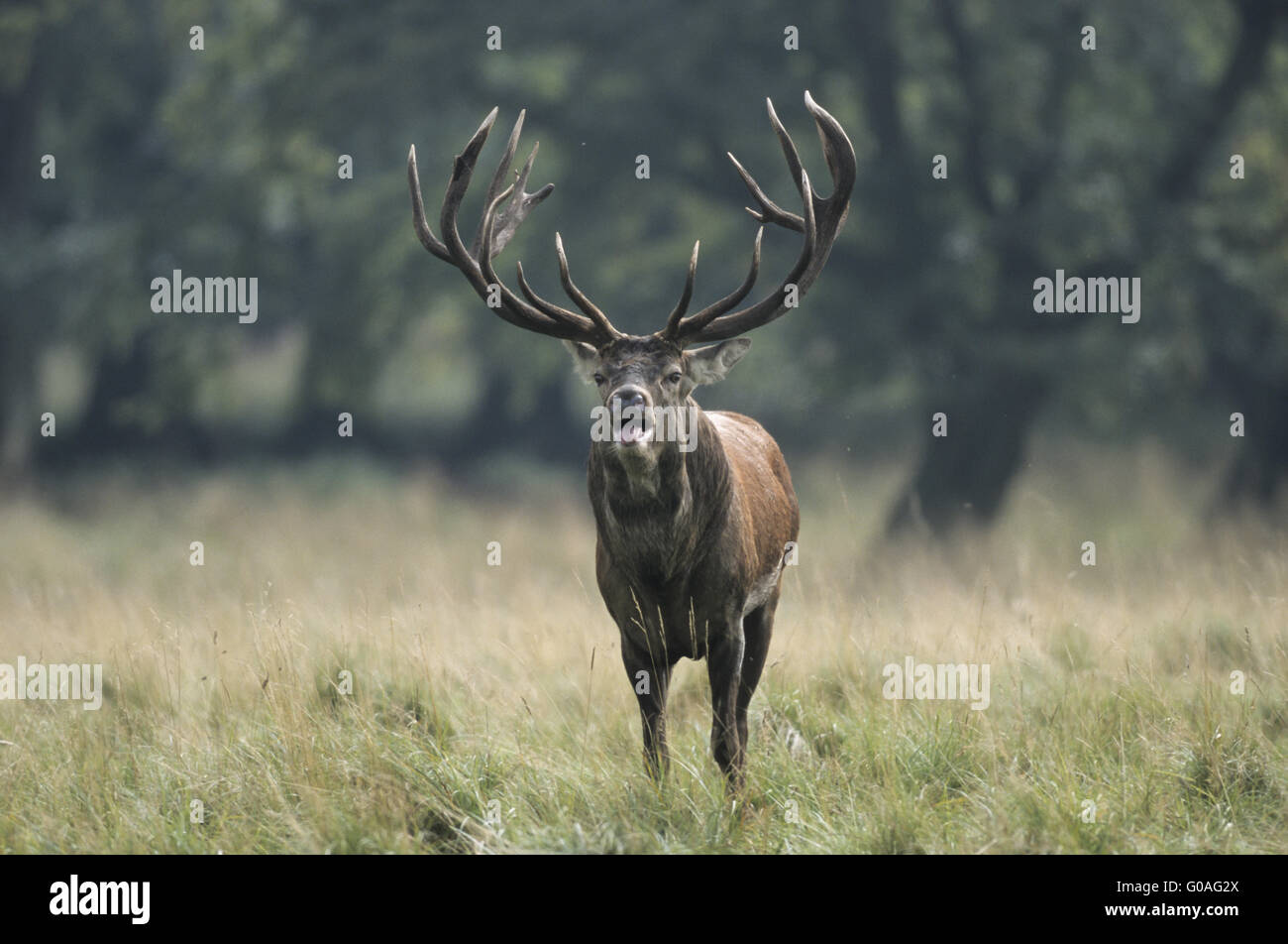 Roaring Red Deer stag on a forest meadow Stock Photo - Alamy