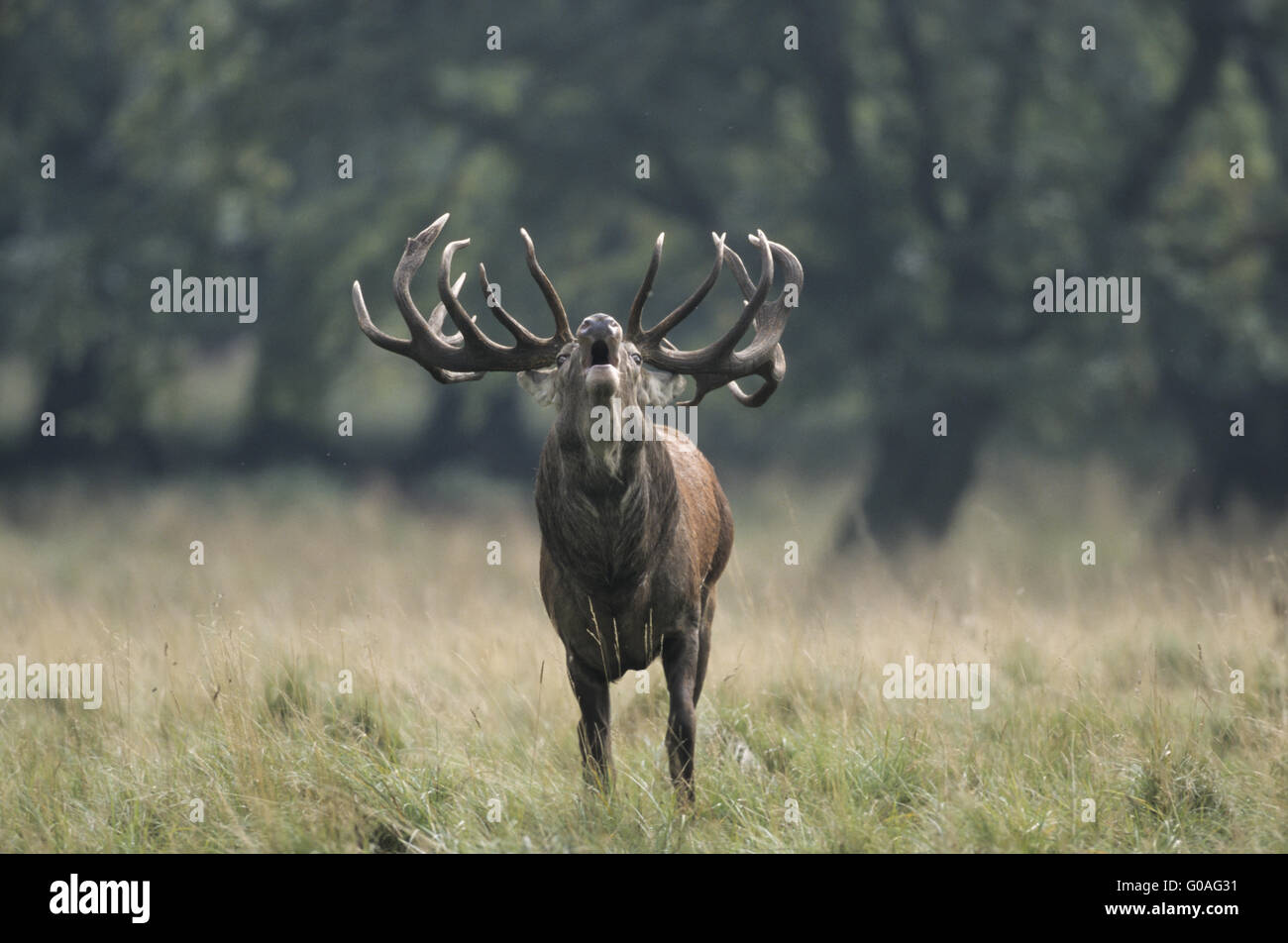 Roaring Red Deer stag on a forest meadow Stock Photo - Alamy