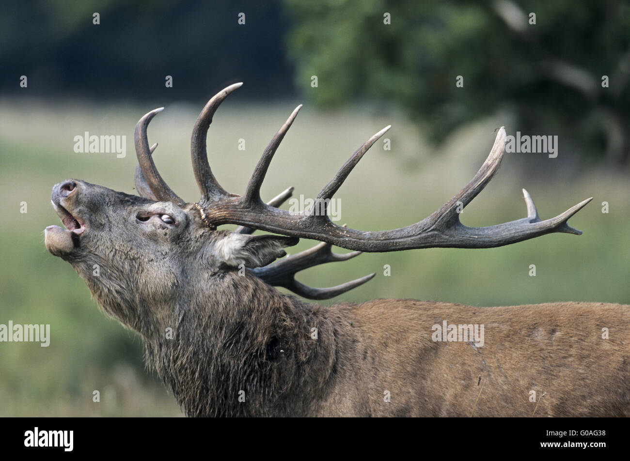 Portrait of a roaring Red Deer stag Stock Photo - Alamy