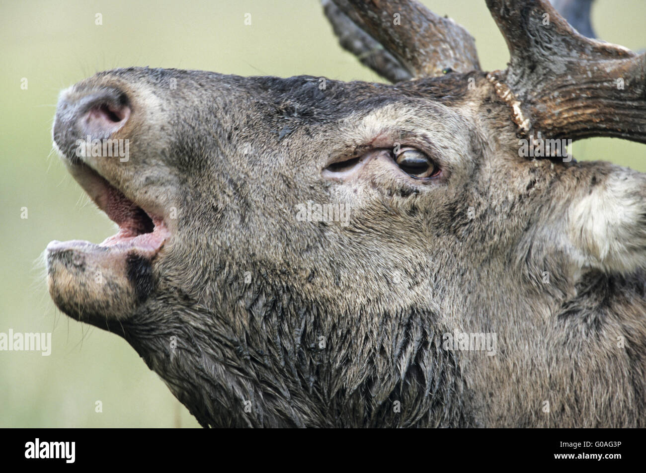 Portrait of a roaring Red Deer stag Stock Photo - Alamy