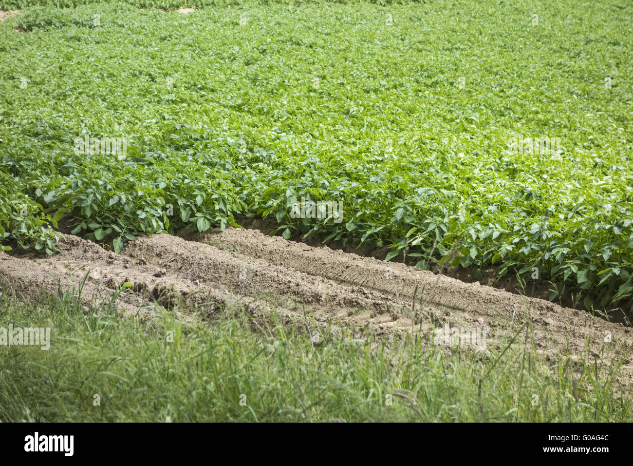 Potatoe production hi-res stock photography and images - Alamy