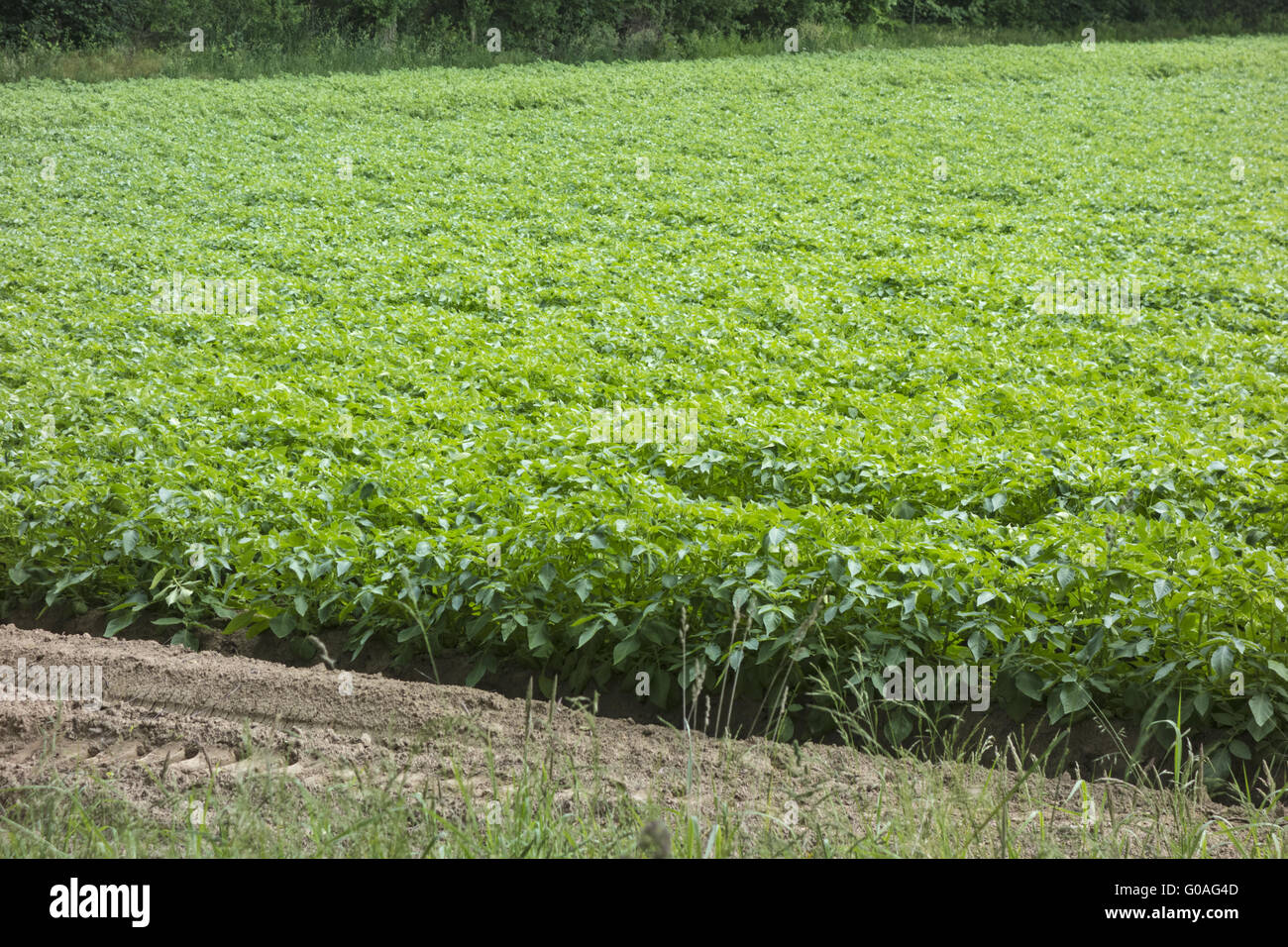 Potatoe production hi-res stock photography and images - Alamy