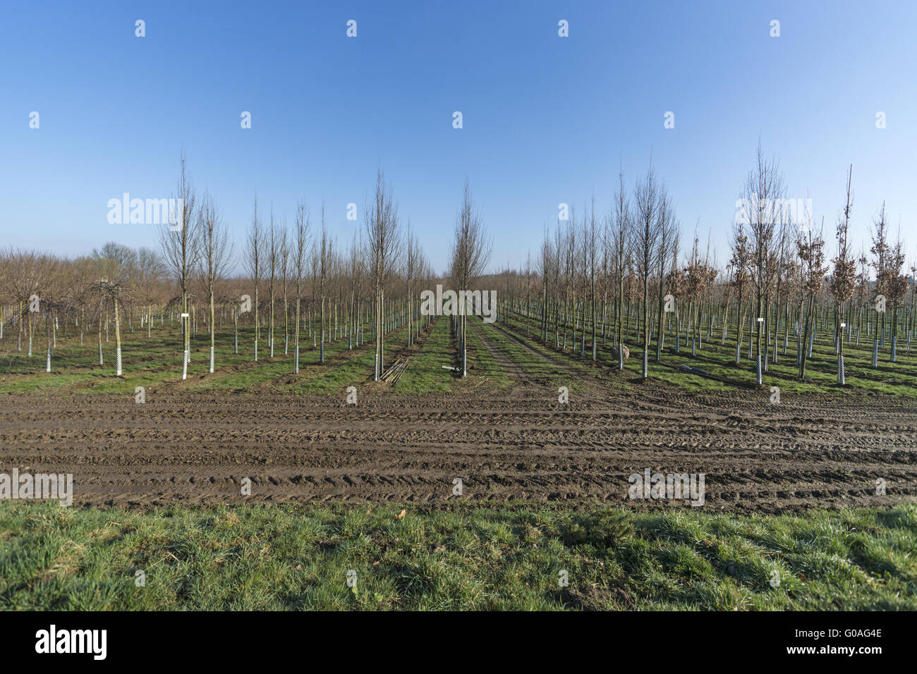 Nursery tree hi-res stock photography and images - Alamy