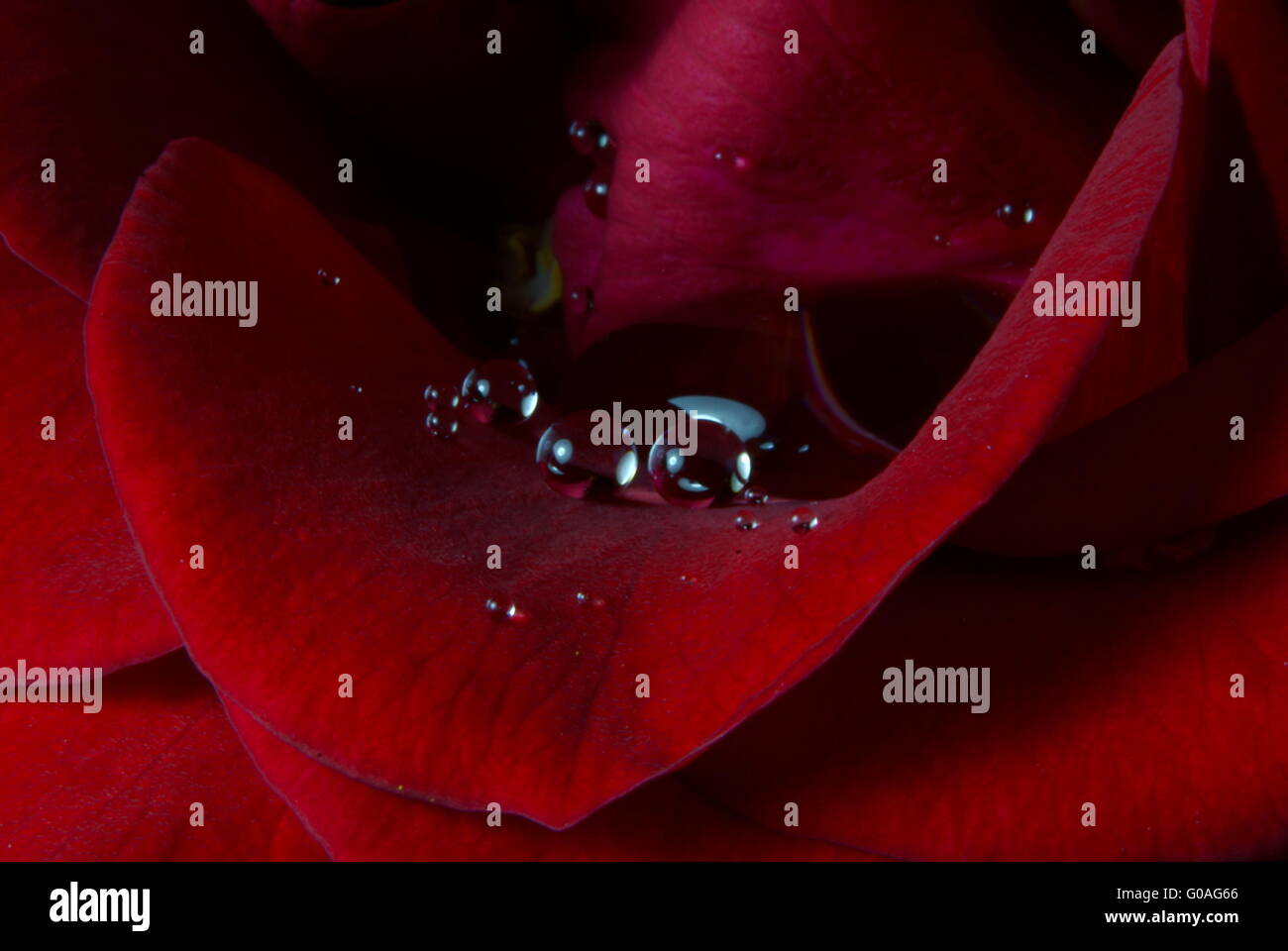 Rosenblatt hi-res stock photography and images - Alamy