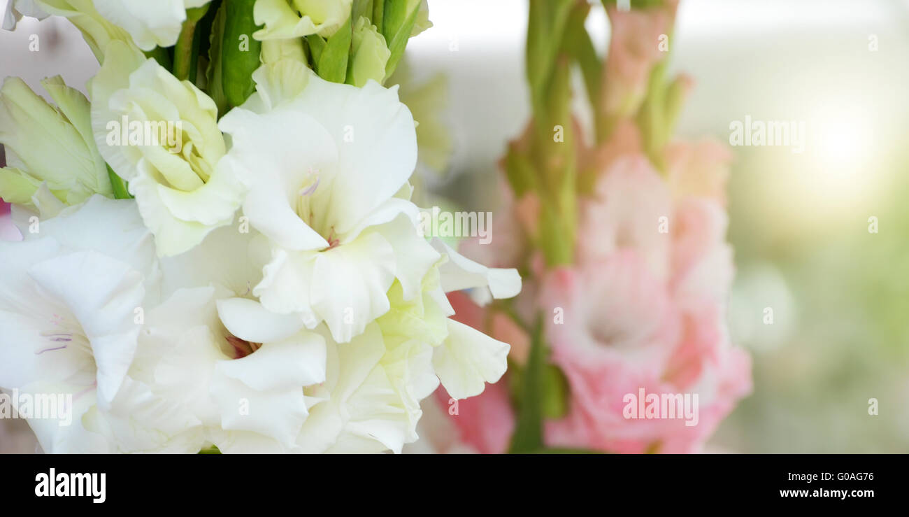 beautiful bouquet of white gladioluses, on green background Stock Photo ...