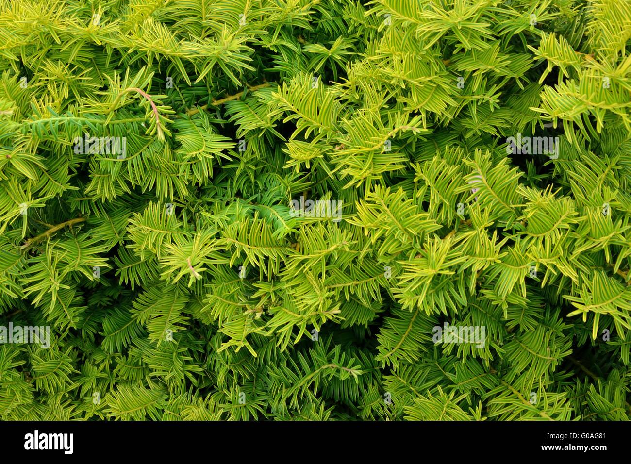 Luscious green foliage hi-res stock photography and images - Alamy