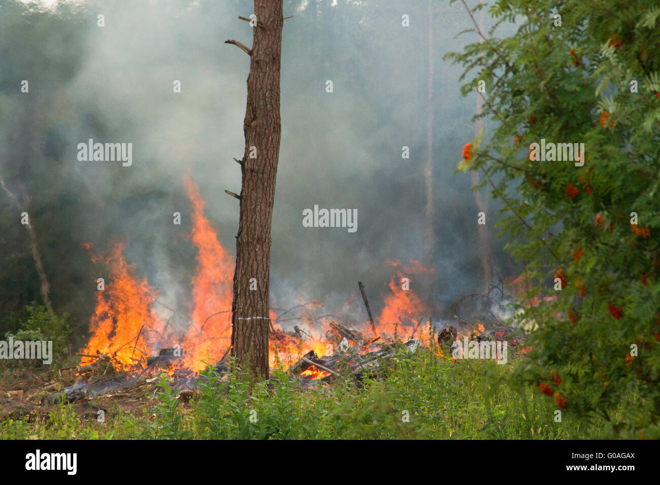Fire in the forest Stock Photo - Alamy