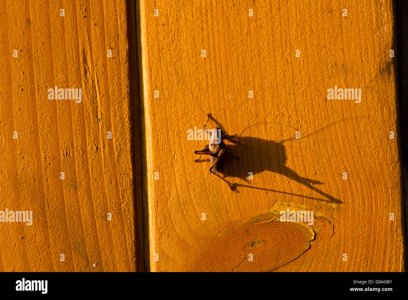 Cricket and its shadow on the surface of wood Stock Photo - Alamy
