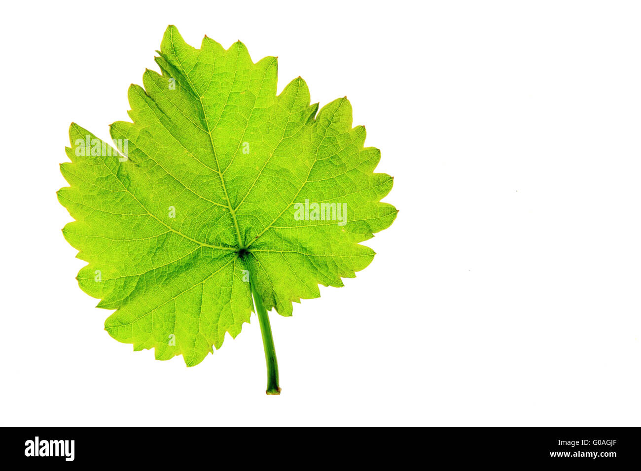 Vine leaf (Vitis vinifera Stock Photo - Alamy