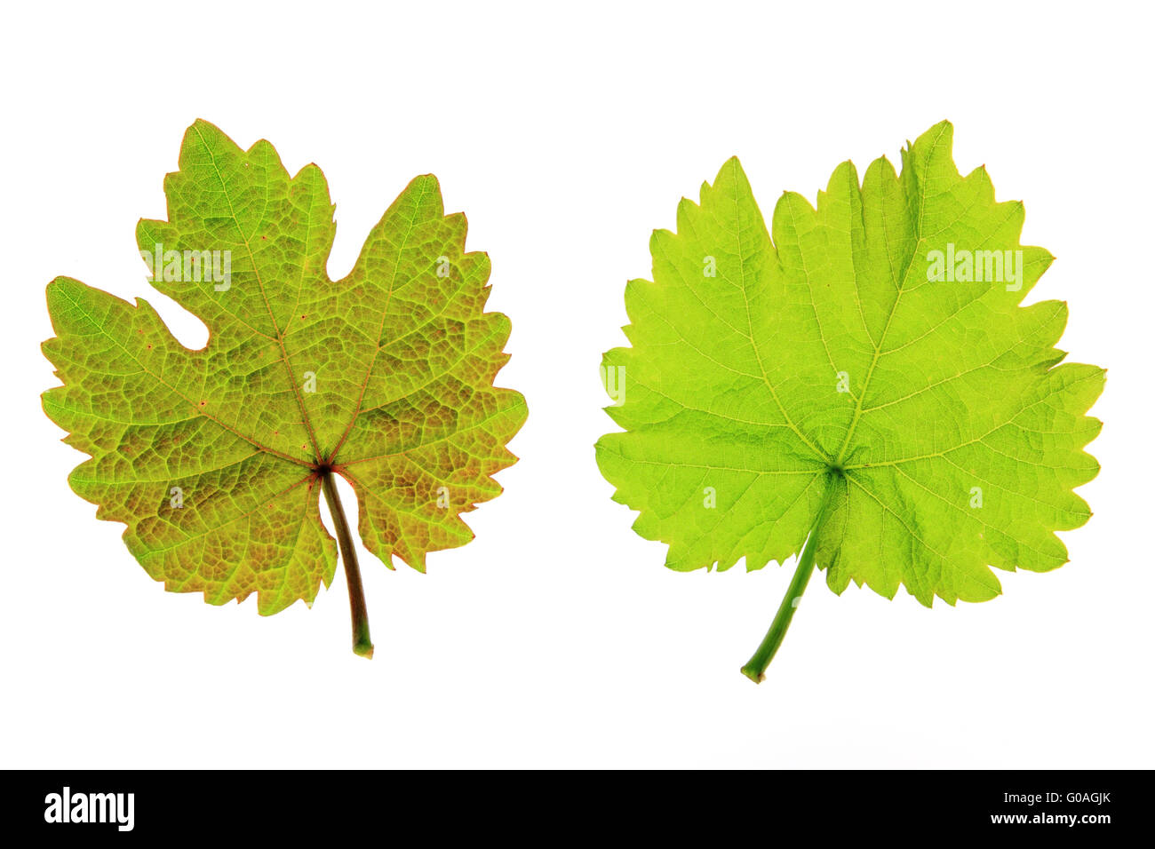 Vitis v hi-res stock photography and images - Alamy