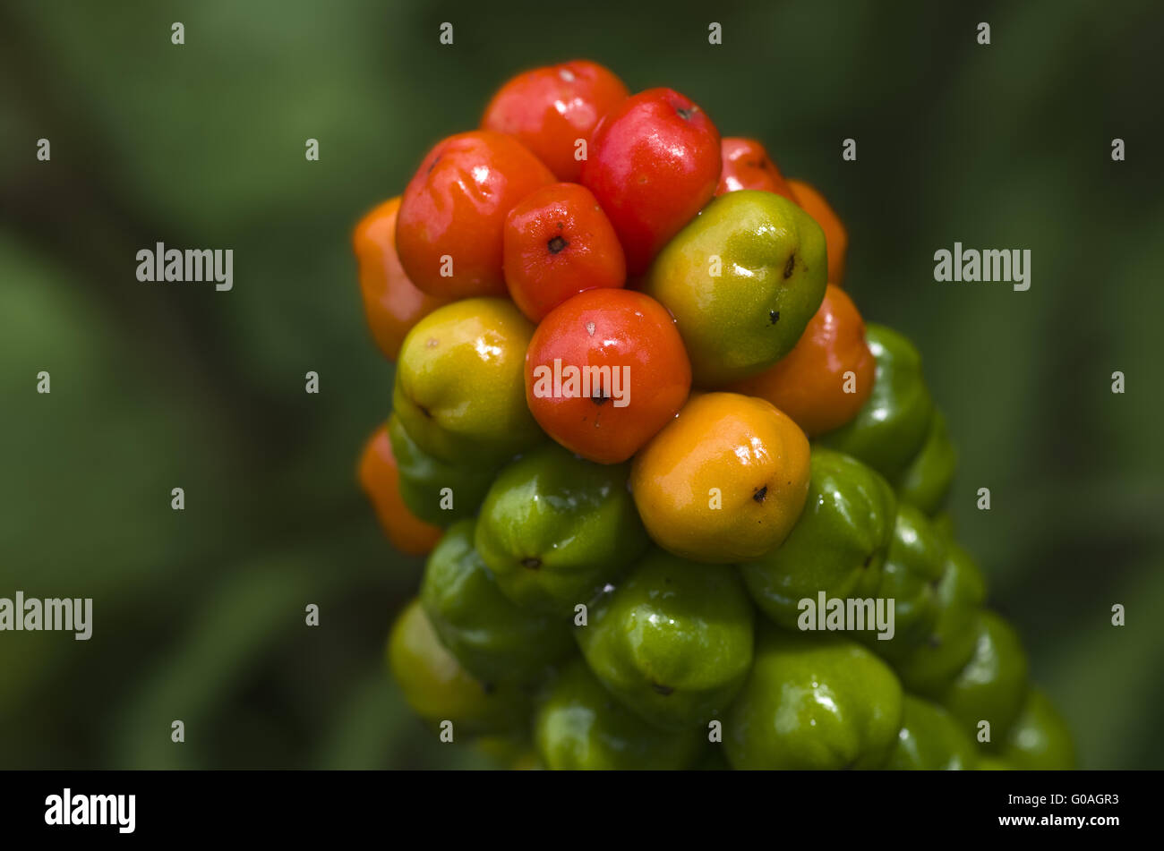 Ball of fruit hi-res stock photography and images - Alamy