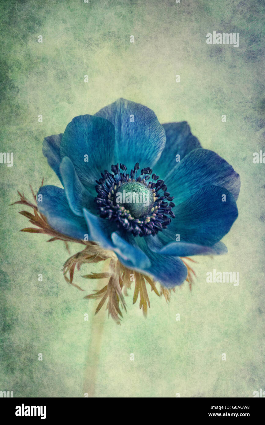 Anemone harmony hi-res stock photography and images - Alamy