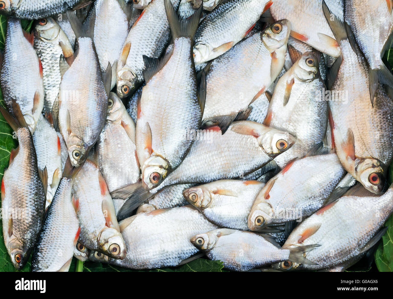 Fish catching underwater hi-res stock photography and images - Alamy