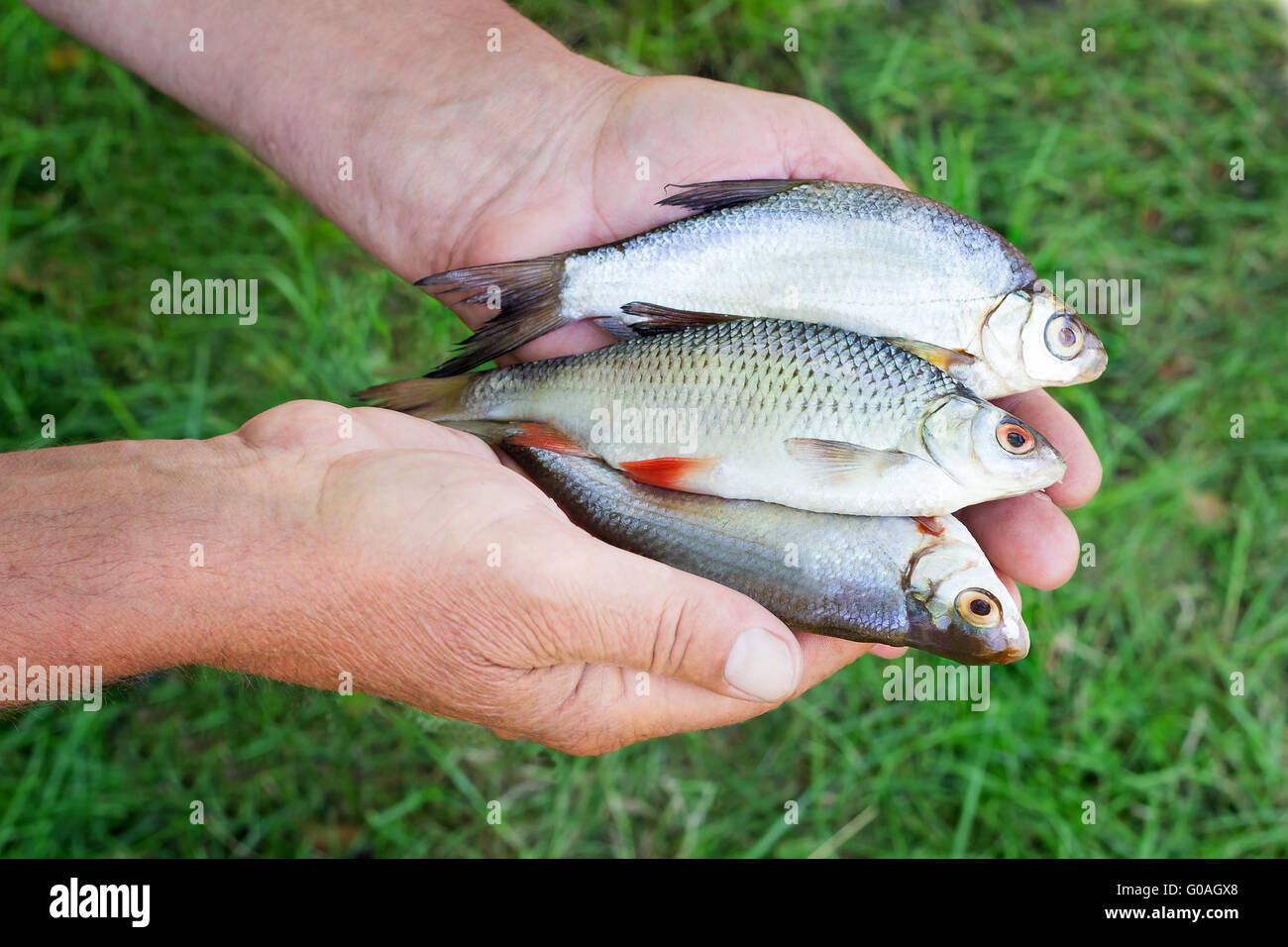The caught catch of fish in hands at the fisherman Stock Photo - Alamy