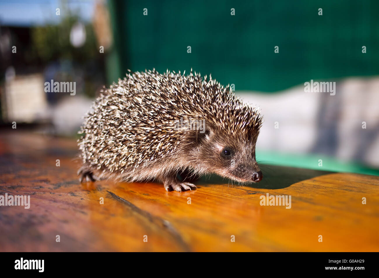 Eurasian hedgehog hi-res stock photography and images - Alamy