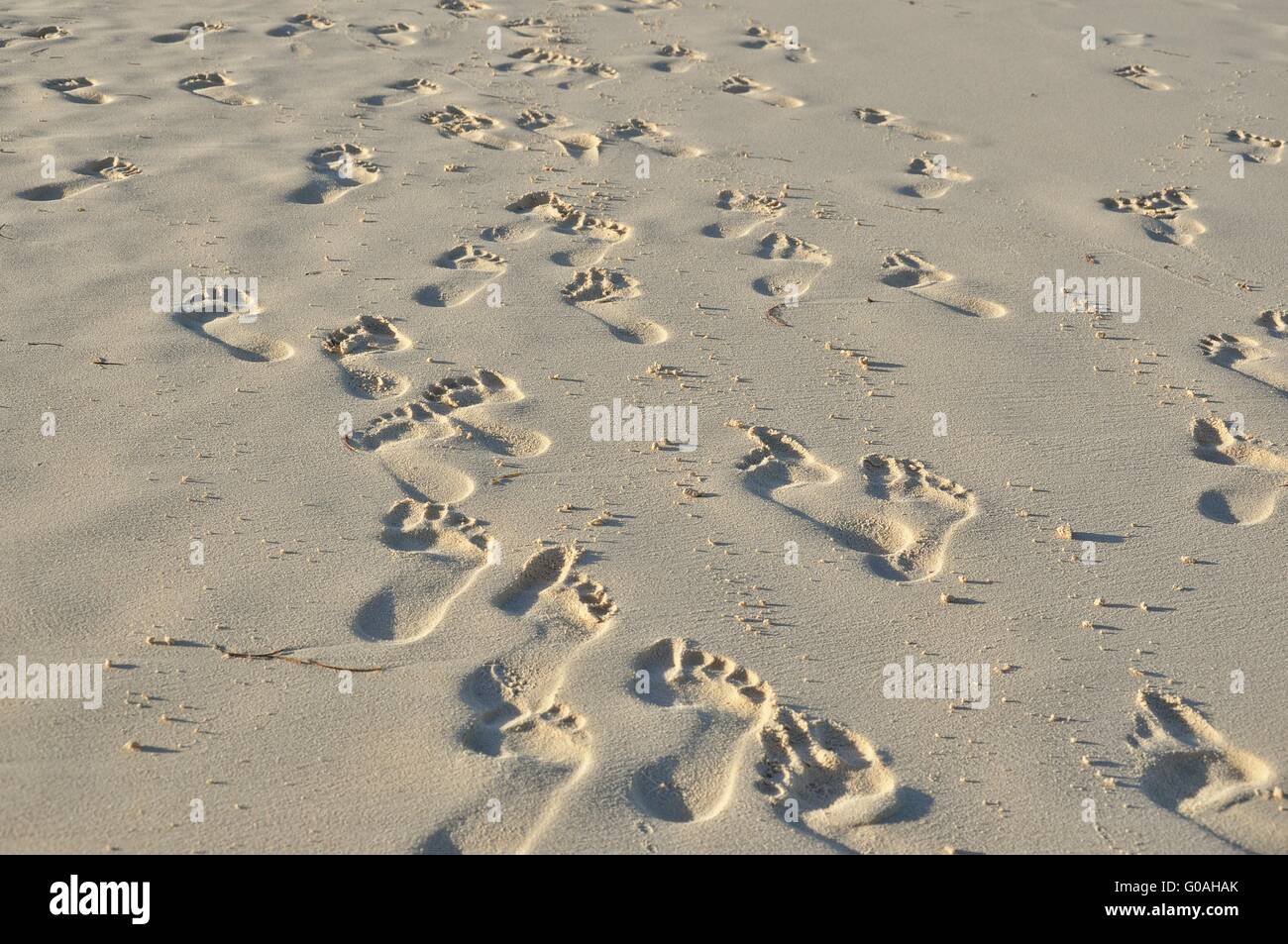 Human footprints anatomy hi-res stock photography and images - Alamy