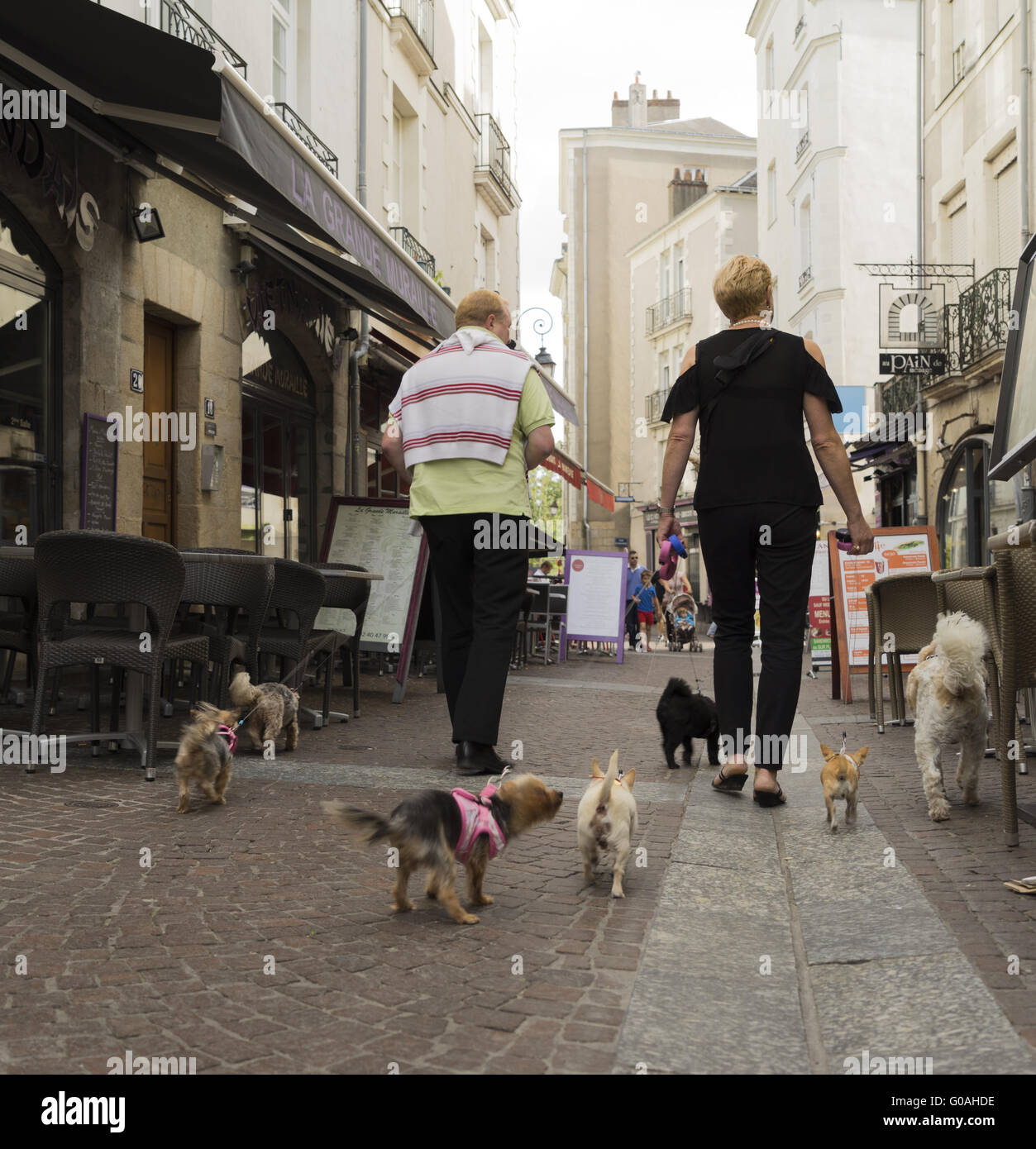 Leading two dogs hi-res stock photography and images - Alamy