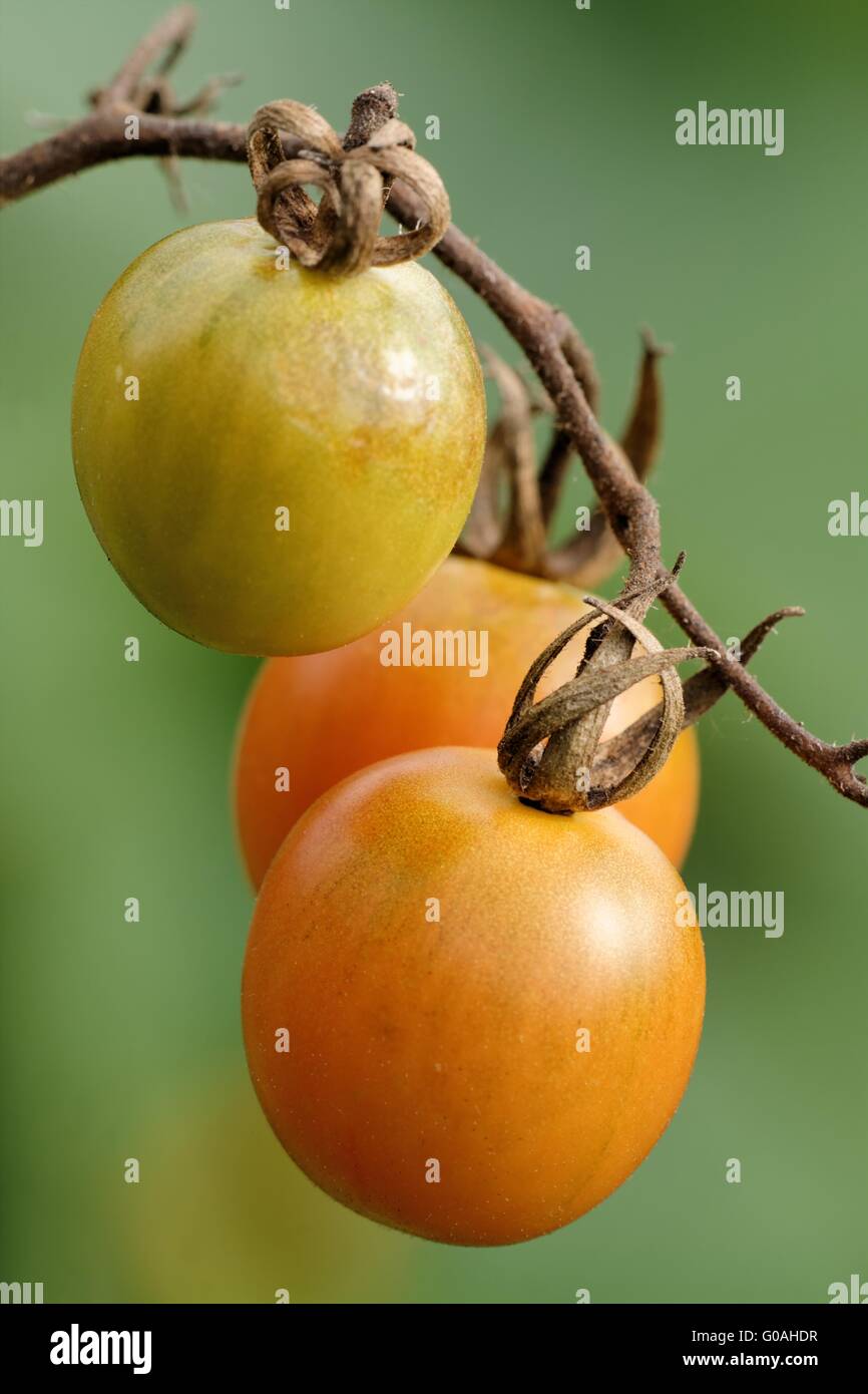 Dead tomatoes hi-res stock photography and images - Alamy