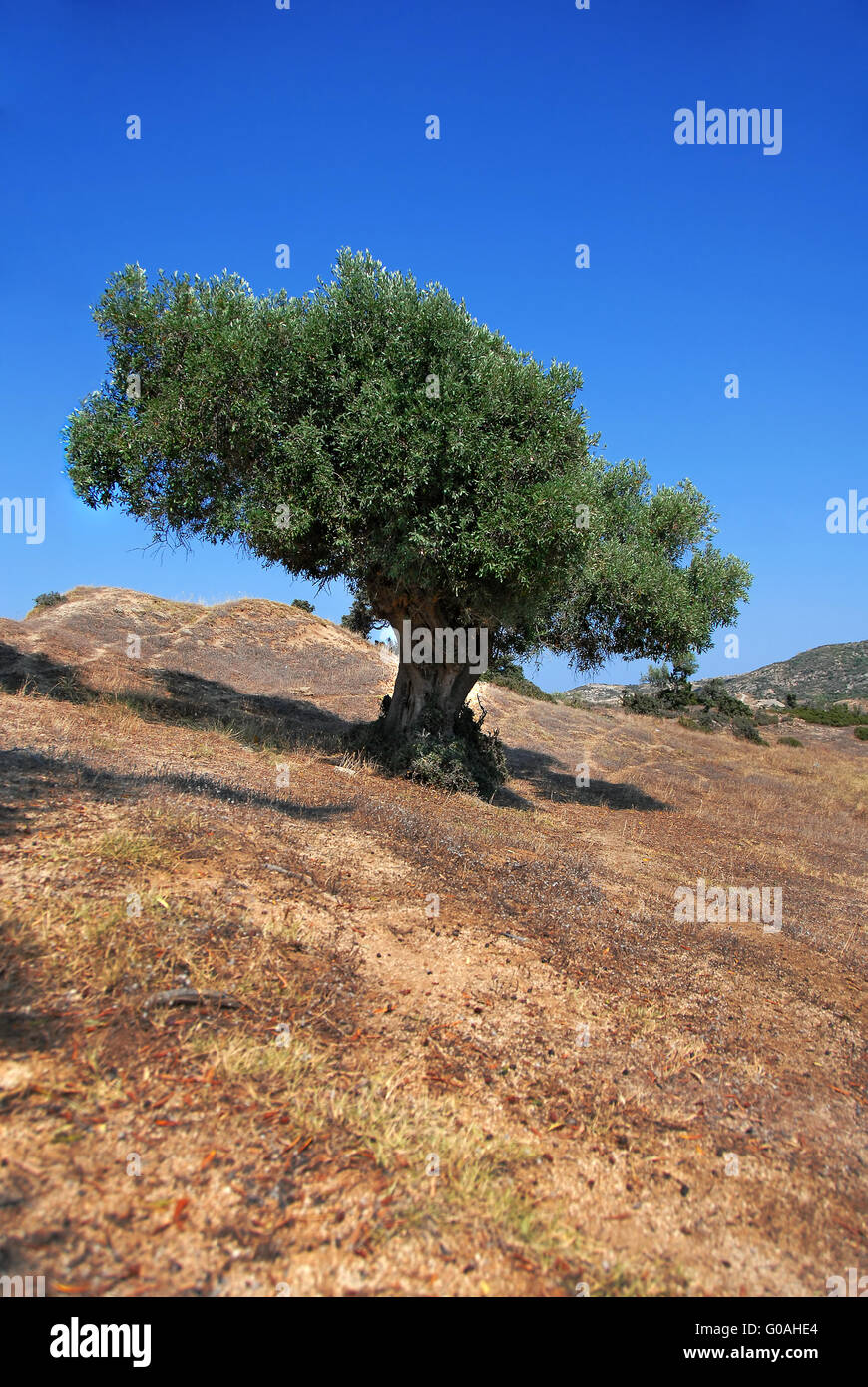 Olive tree shadow on hi-res stock photography and images - Alamy