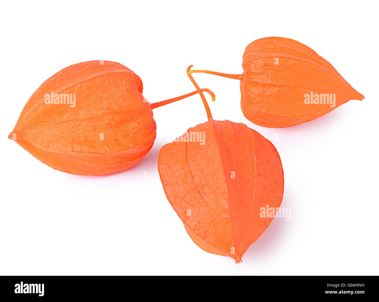 Orange Physalis isolated on white background Stock Photo - Alamy