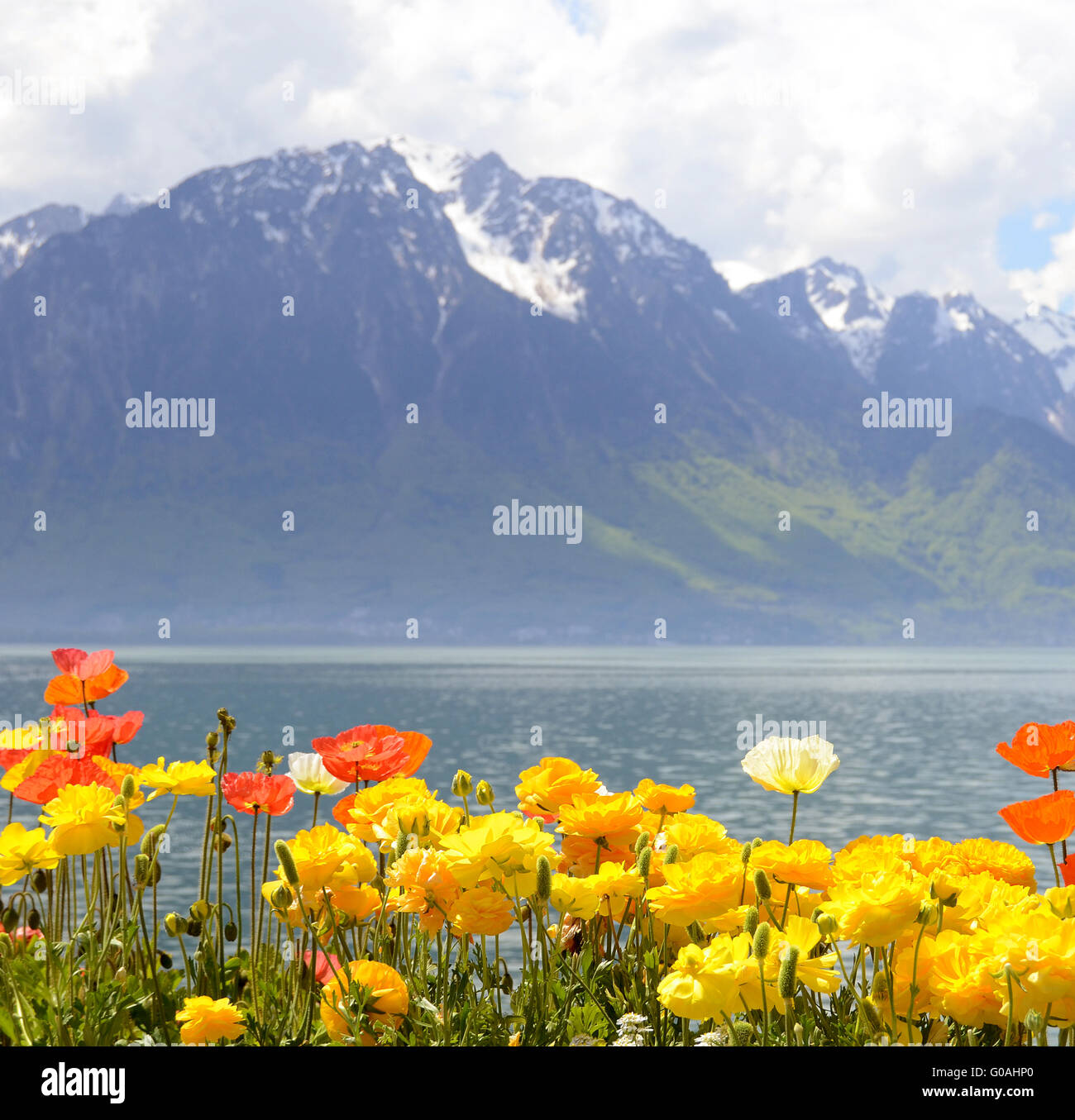 Flowers against mountains and lake Geneva from the Embankment in ...