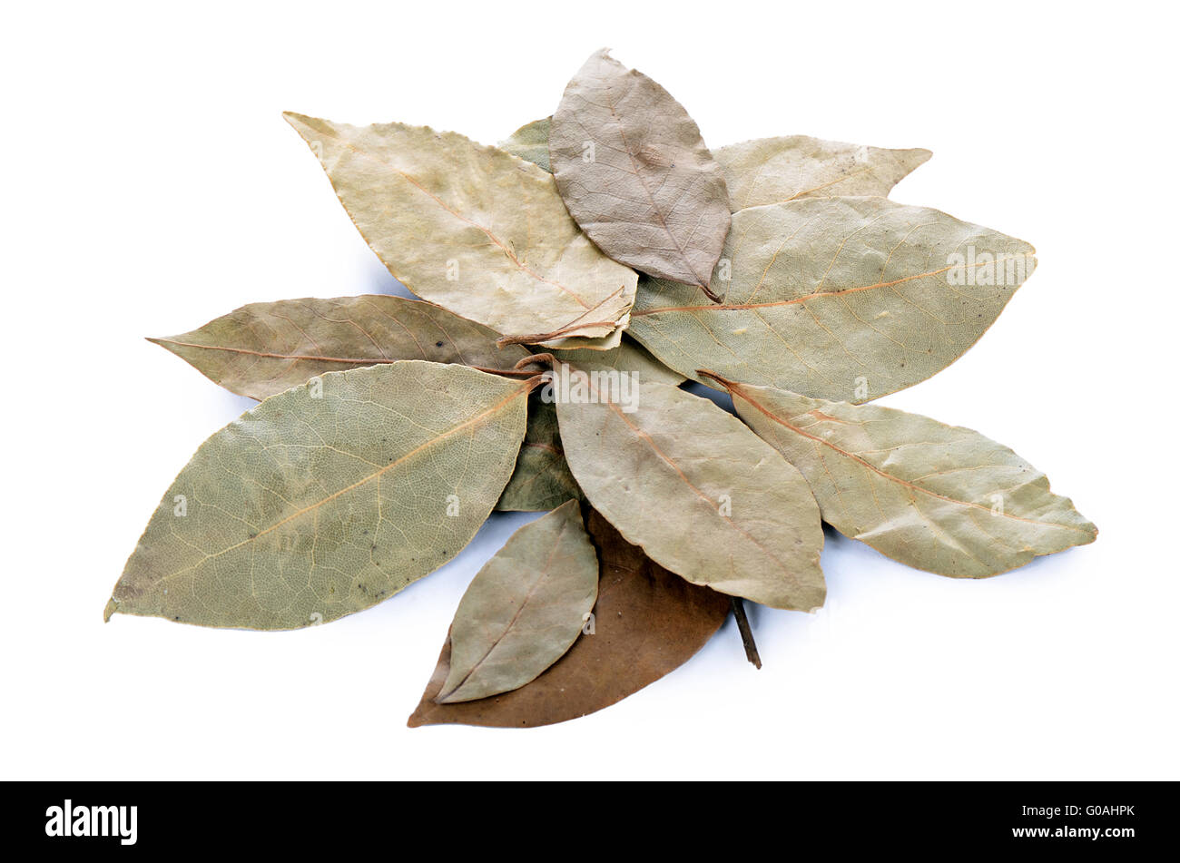 Dry laurel leaf isolated on white Stock Photo - Alamy