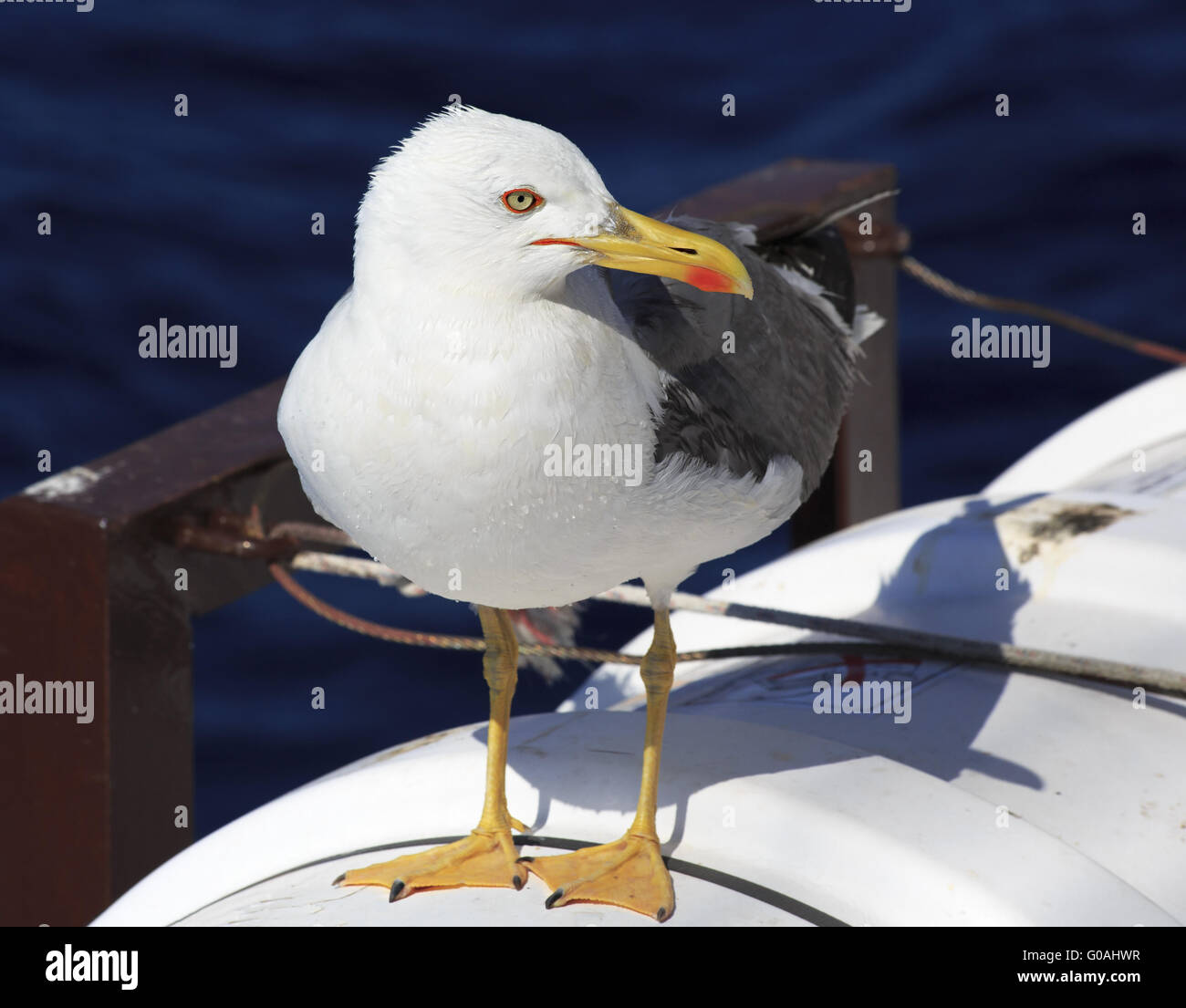 Yellow-legged gull (Larus michahellis) on the ship Stock Photo - Alamy