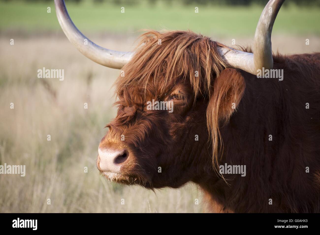Red galloway cattle hi-res stock photography and images - Alamy