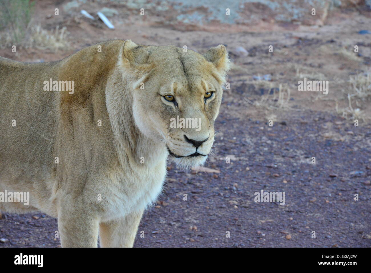 A lioness at a Game Park in South Africa Stock Photo - Alamy