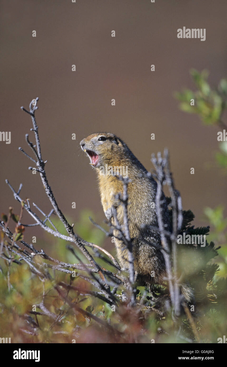 Arktische tundra hi-res stock photography and images - Alamy