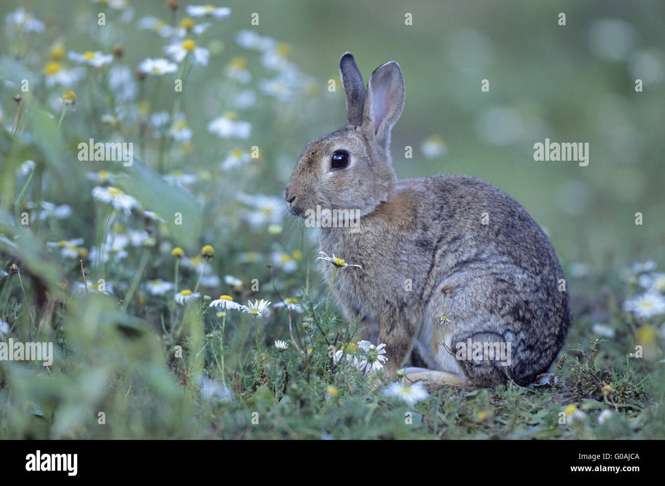 European Rabbit sitting in a forest meadow Stock Photo - Alamy