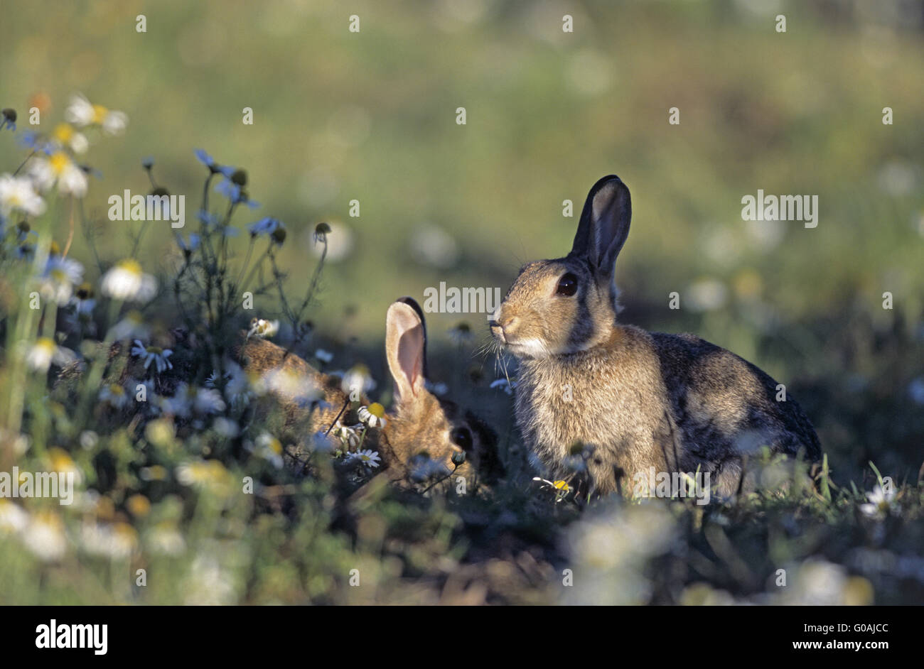 Cute rabbits flowers hi-res stock photography and images - Alamy