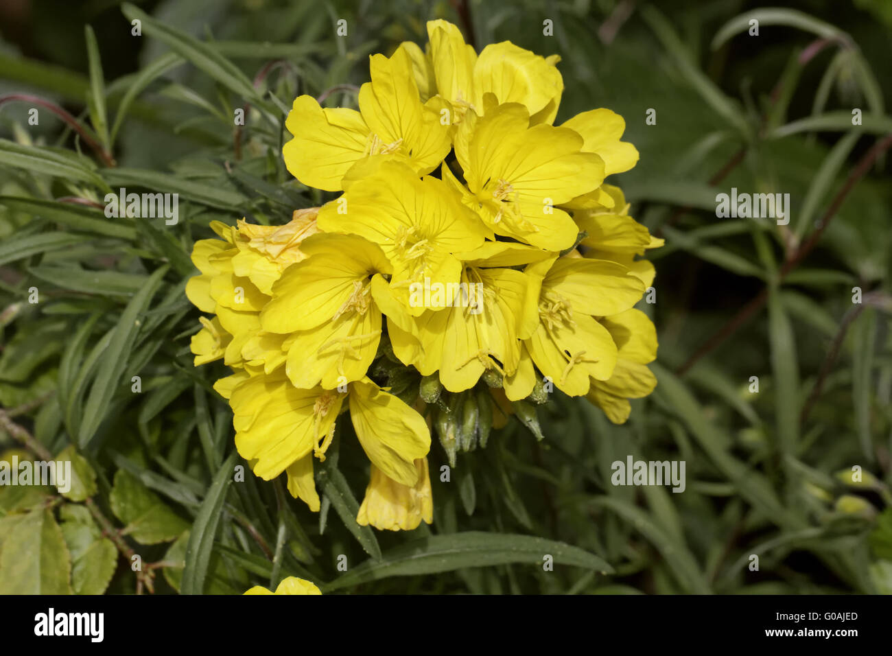 Oenothera cultivar lemon hi-res stock photography and images - Alamy