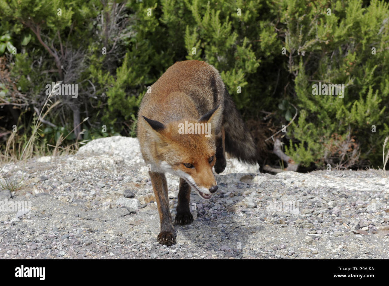 Red Fox (Vulpes vulpes) in the mountains, Corsica Stock Photo - Alamy