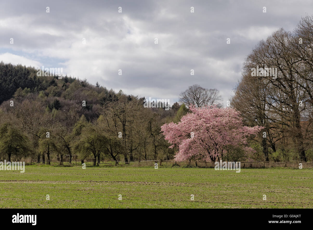 Prunus, Japanese cherry tree in spring, Germany Stock Photo - Alamy