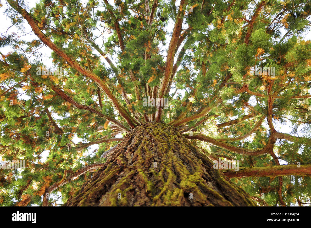 Sequoia tree branch hi-res stock photography and images - Alamy