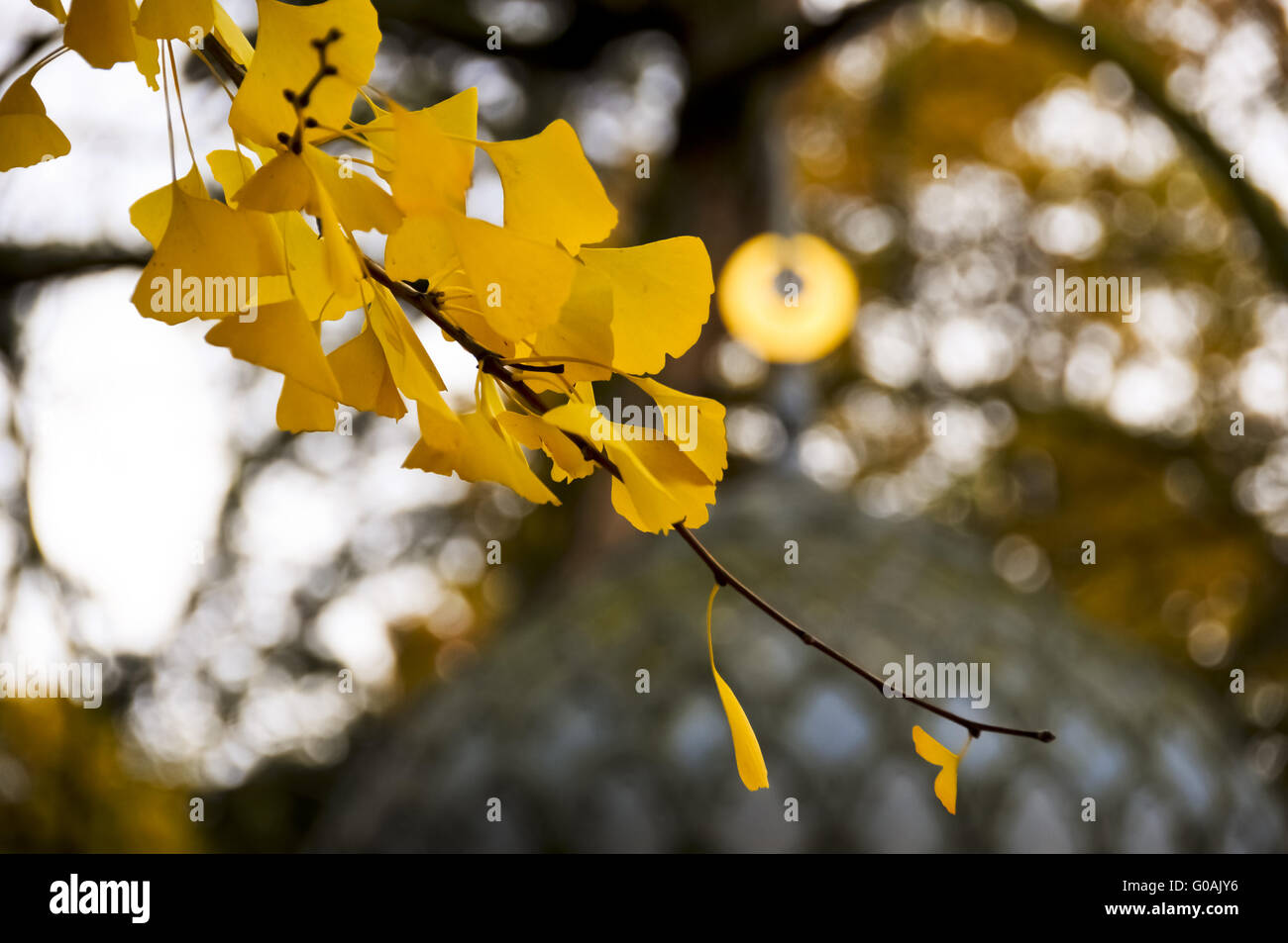 Yellow Ginkgo Branch Stock Photo - Alamy