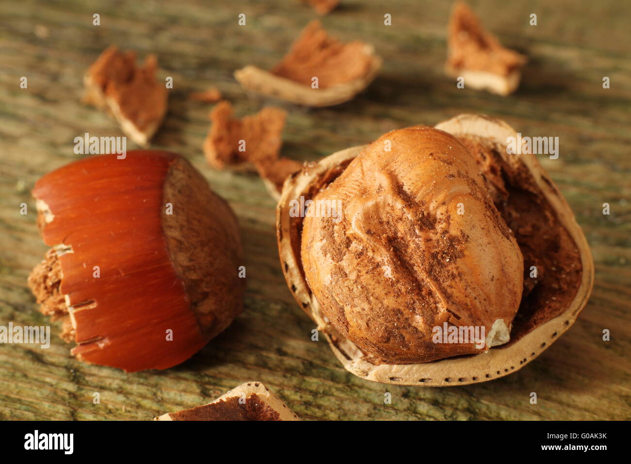 macro shoot of a hazelnut Stock Photo - Alamy