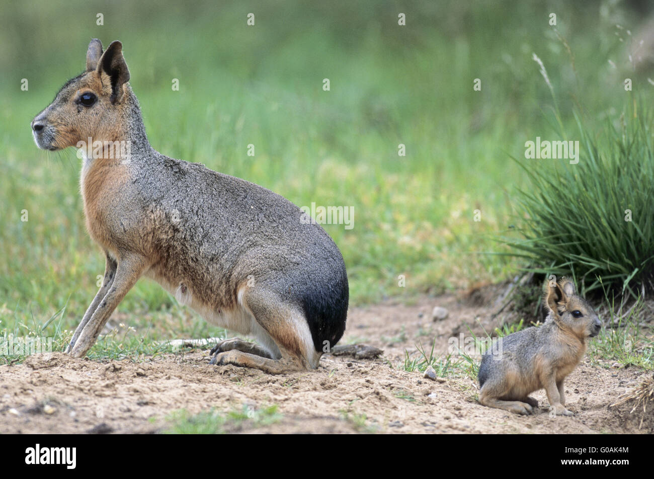 Grosser mara hi-res stock photography and images - Alamy