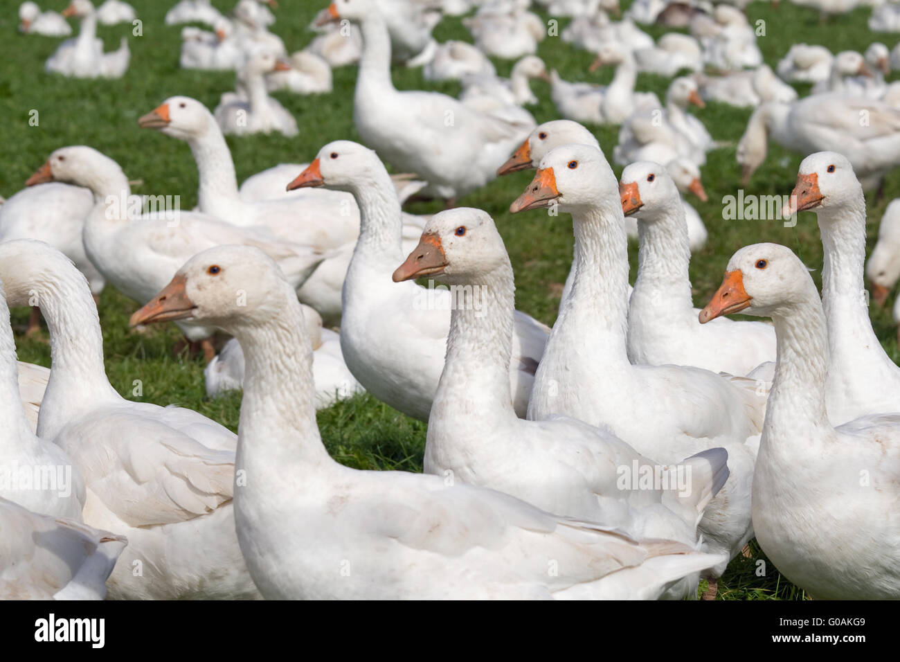 Free range geese Stock Photo - Alamy
