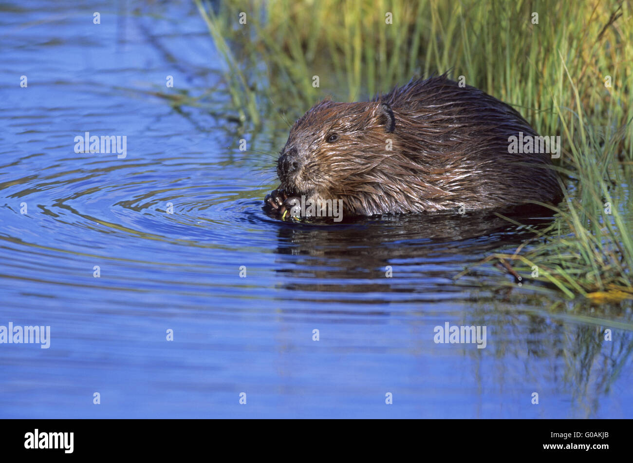 American beaver kit hi-res stock photography and images - Alamy