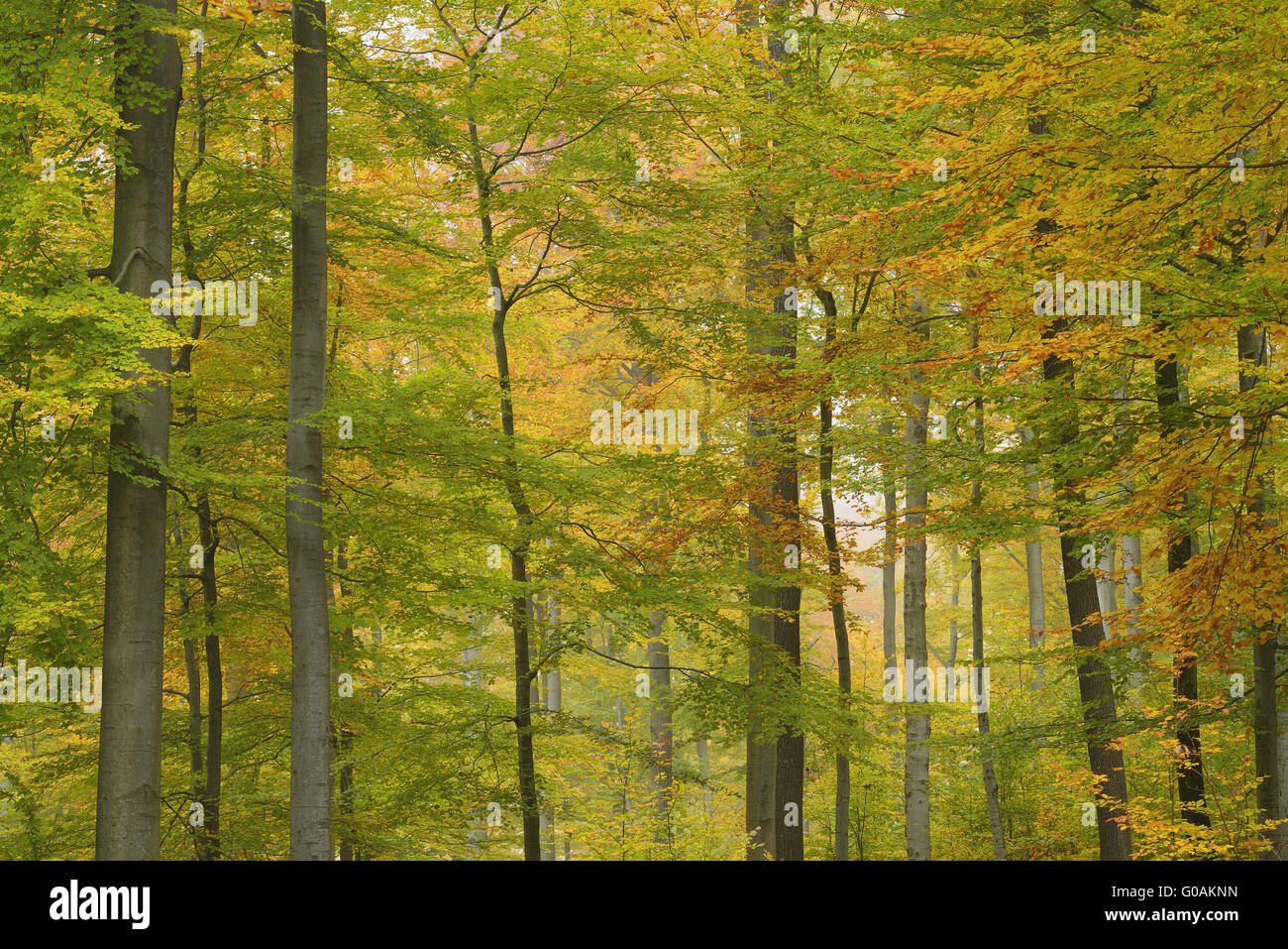 Spessart forest hi-res stock photography and images - Alamy